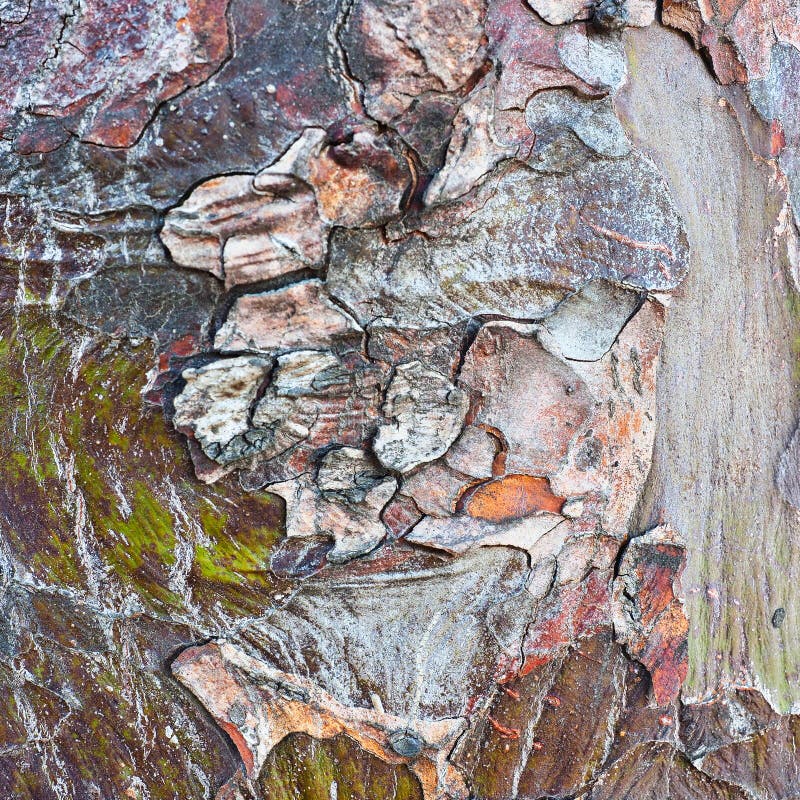 Abstract Bark Pattern, Australian Native Tree Stock Image - Image of ...