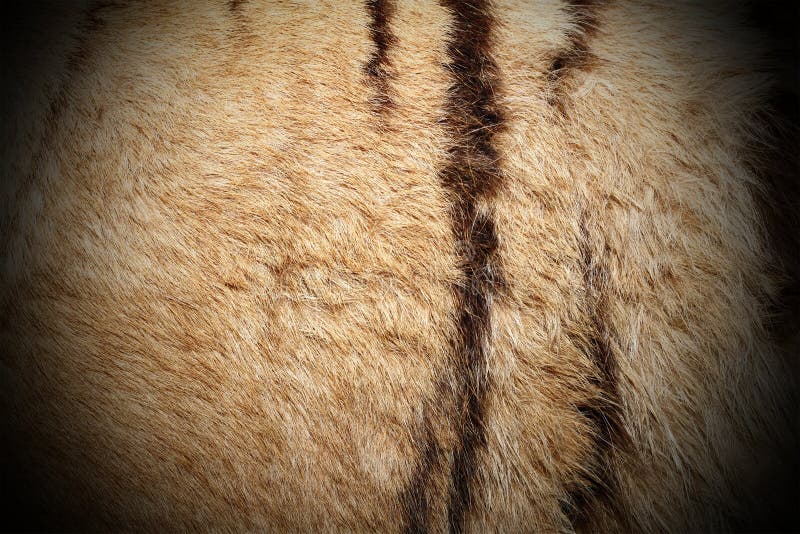 Detail of real tiger fur stock image. Image of beauty - 37713383