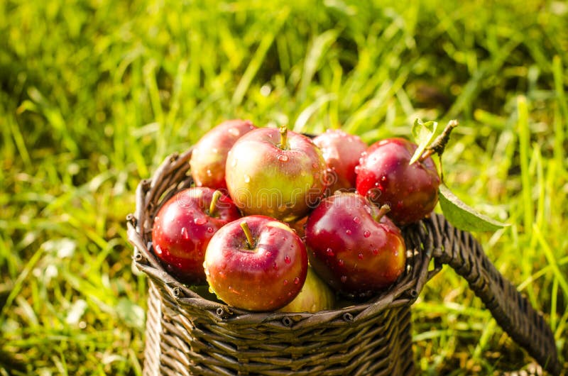 Detail of Red Apples in Basket Stock Photo - Image of harvest ...