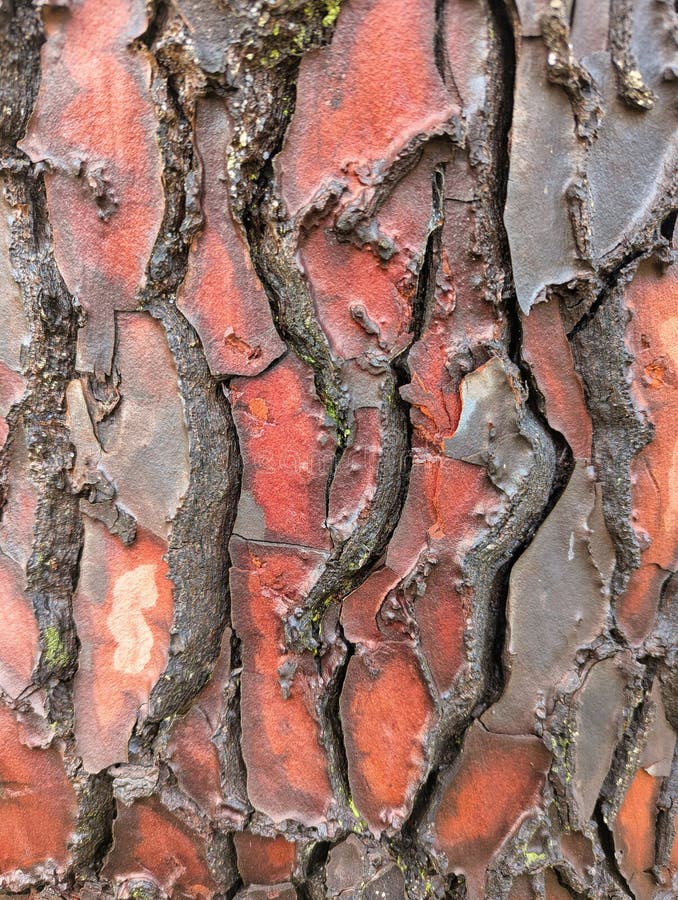 Detail of a Red Bark of a Pine Tree Stock Photo - Image of timber ...