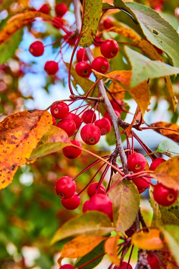 Detail of Red Berries Growing on Fall Tree Branch Stock Photo - Image ...