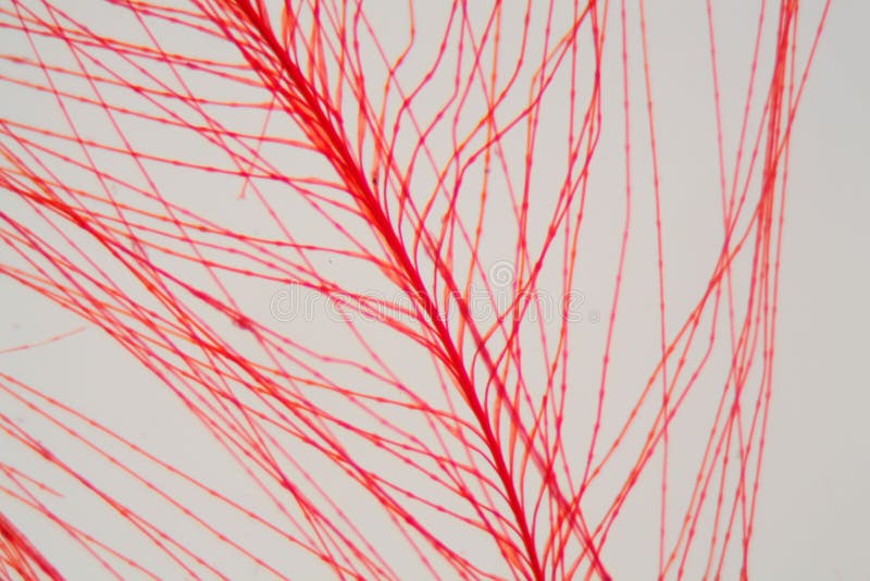 Red Bird Feather Under the Microscope Stock Photo - Image of biological ...