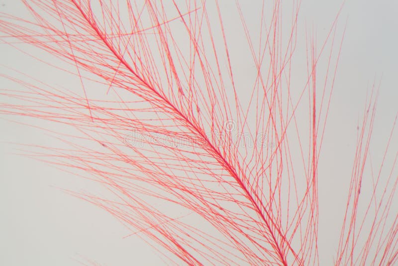 Red Bird Feather Under the Microscope Stock Photo - Image of animal ...