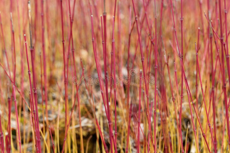 Detail of red branches stock photo. Image of rural, foliage - 88944296