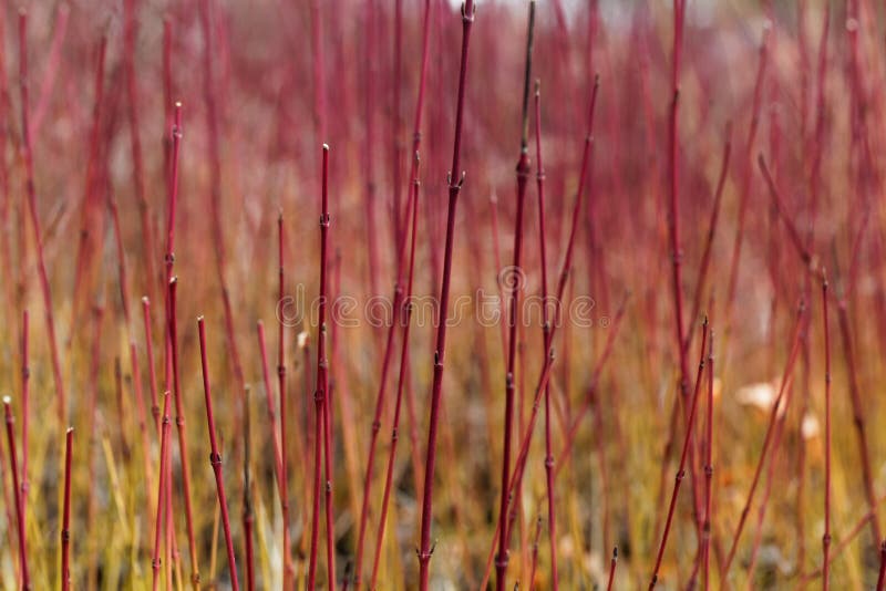 Detail of red branches stock image. Image of nature, outdoor - 88950913