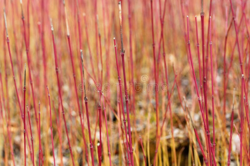 Detail of red branches stock image. Image of early, arrangement - 88951551