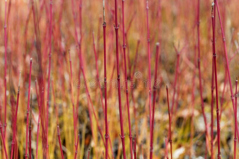 Detail of red branches stock photo. Image of environment - 88952652