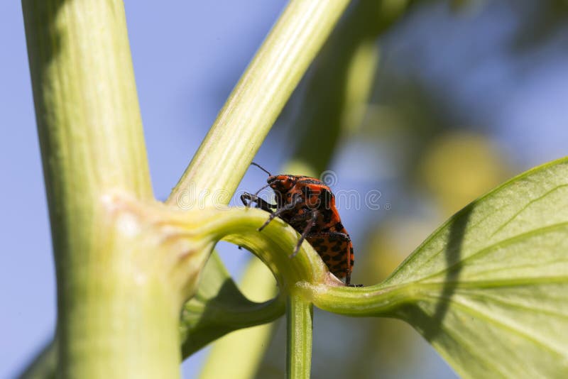 Detail of Red Bug in the Nature, Graphosoma Lineatum Stock Image ...