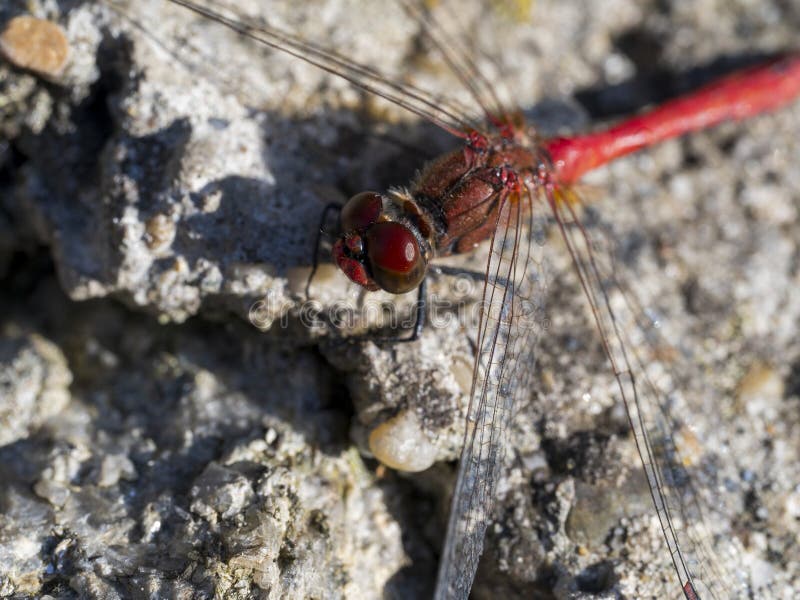 Detail of a Red Dragonfly Standing on a Rock Stock Image - Image of ...