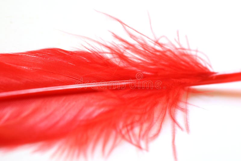 Feather Free Stock Photos & Pictures, Feather Royalty-Free and Public ...