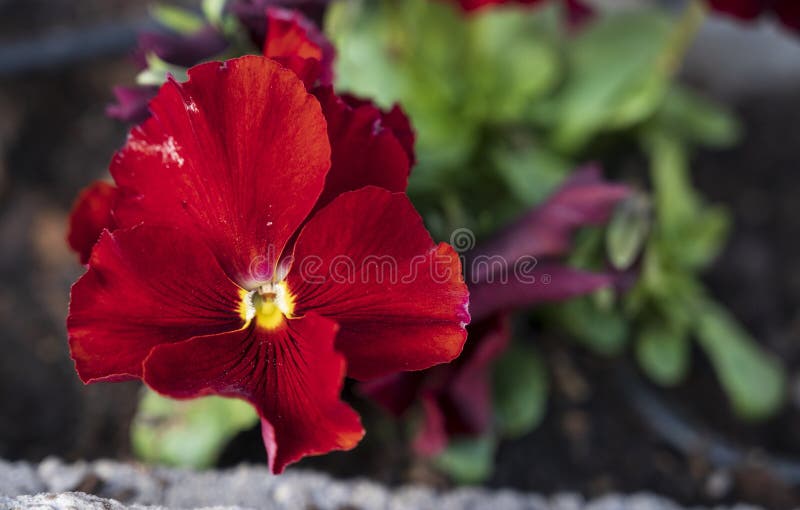 Detail of Red Flower of Viola Plant Stock Photo - Image of blossom ...