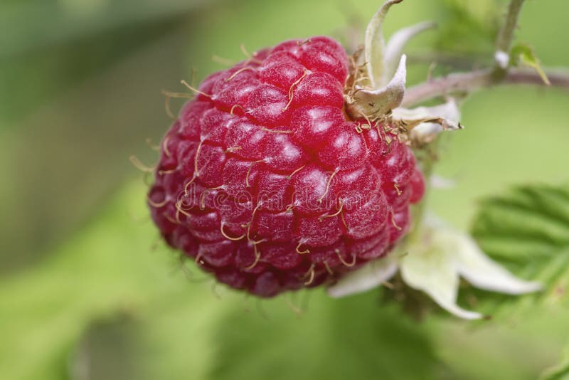Detail of Red Fruit on Wild Raspberry Stock Photo - Image of detail ...