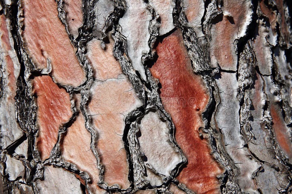 Detail of a Red Pine Tree Bark Stock Photo - Image of nature, timber ...