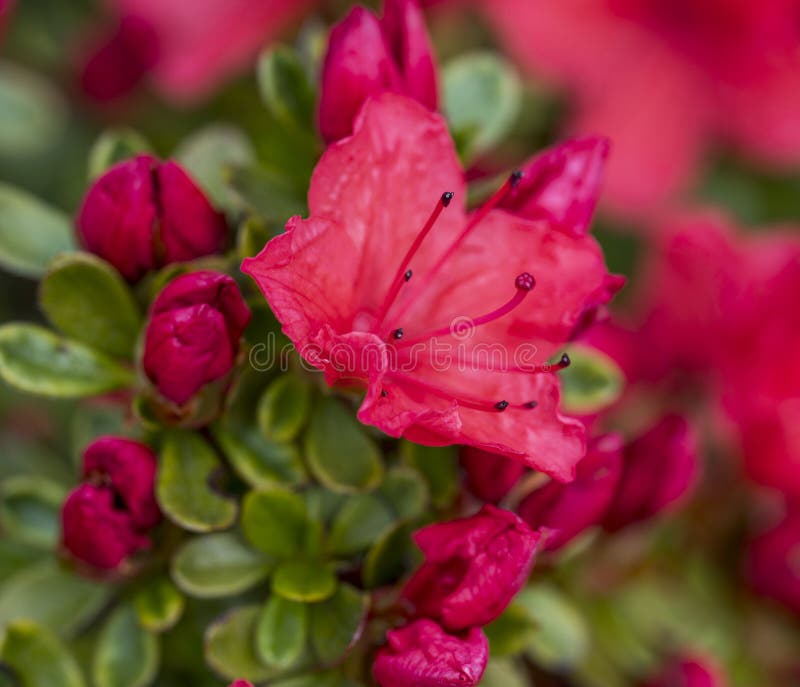 Detail of Red Rhododendron Flowers Stock Photo - Image of agriculture ...