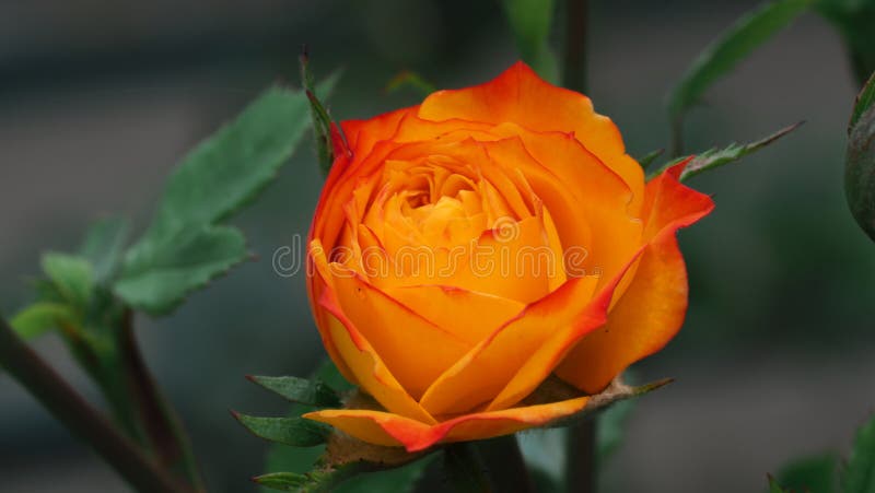 Detail of Red Rose in Bloom Stock Photo - Image of crimson ...