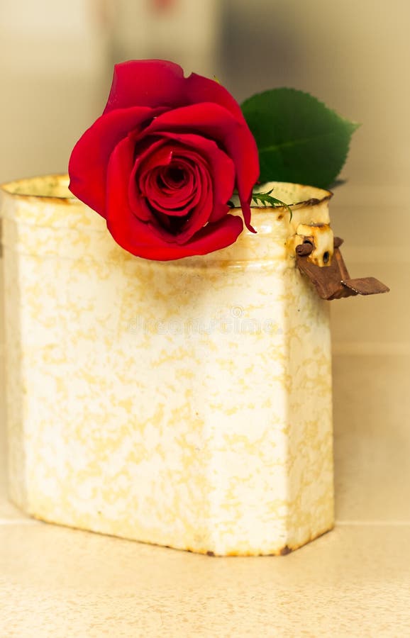 Detail of Red Rose on Metallic Container Stock Image - Image of leaf ...