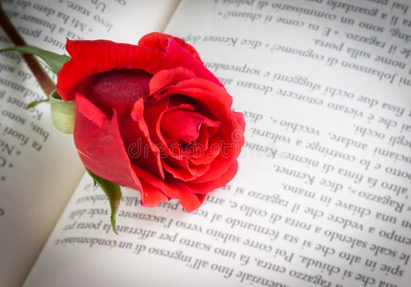 Detail of Red Rose on the Open Book Stock Image - Image of blossom ...