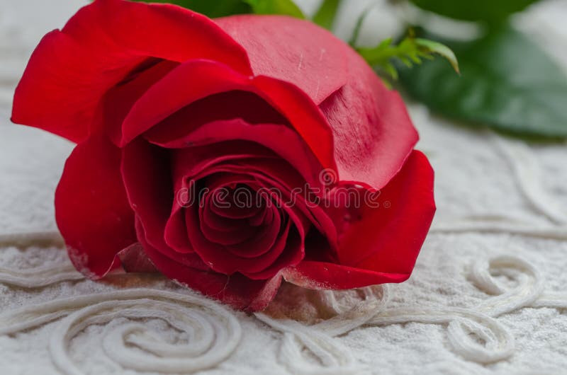 Detail of Red Rose on the Table Stock Image - Image of fresh, beautiful ...