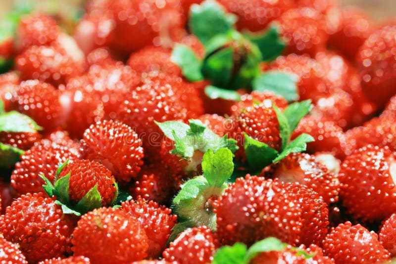 Detail of Red Wild Strawberry Stock Image - Image of beautiful, botany ...