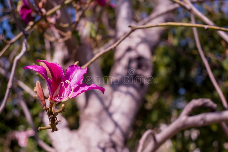 Detail of Redbud Tree. Buds and Flowers on Branch Stock Photo - Image ...