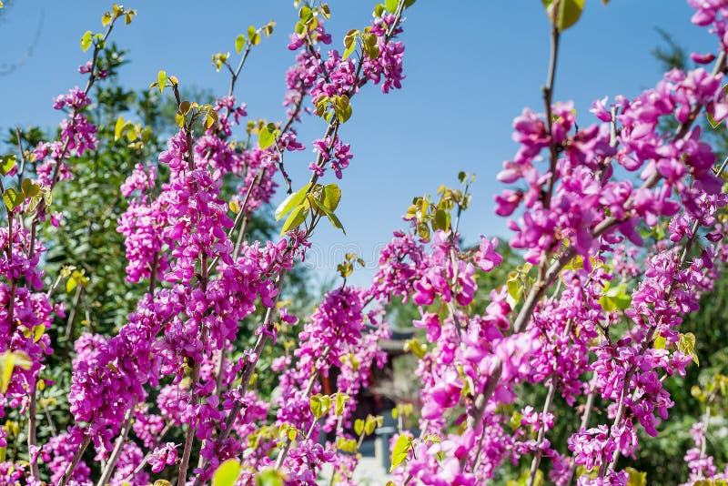 Detail of Redbud Tree. Buds and Flowers on Branch Stock Image - Image ...