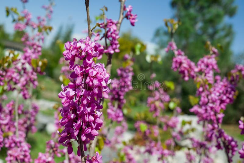 Detail of Redbud Tree. Buds and Flowers on Branch Stock Photo - Image ...