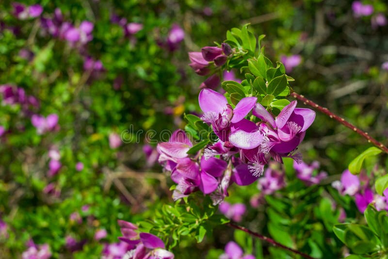 Detail of Redbud Tree. Buds and Flowers on Branch Stock Photo - Image ...