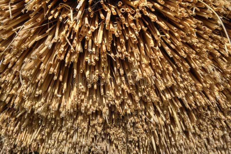 Reed Thatch stock image. Image of natural, bundle, straw - 2953325