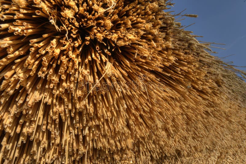 Detail of reed thatch stock photo. Image of architecture - 34767790