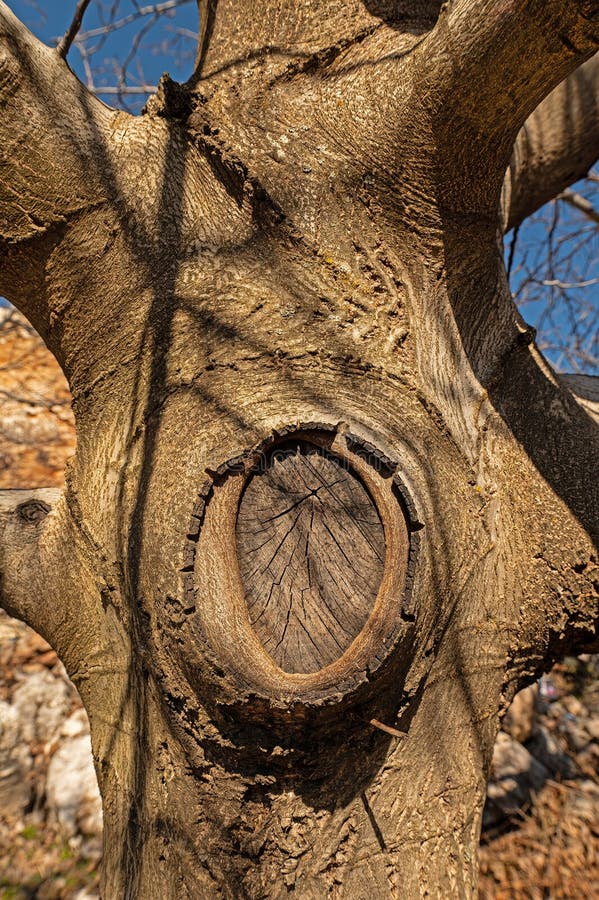 Detail Resulting from Pruning on the Walnut Tree Trunk Stock Photo ...