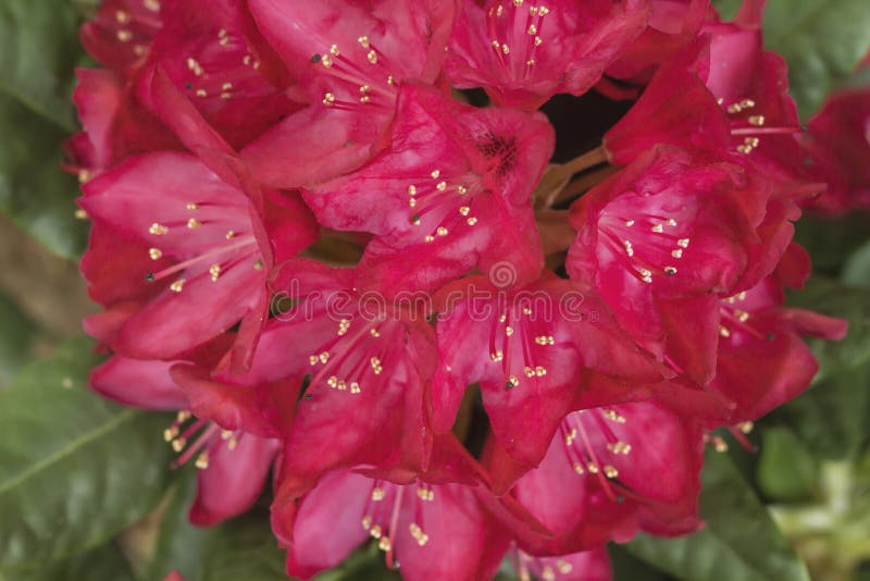Detail of Rhododendron Red Flowers Stock Image - Image of close ...