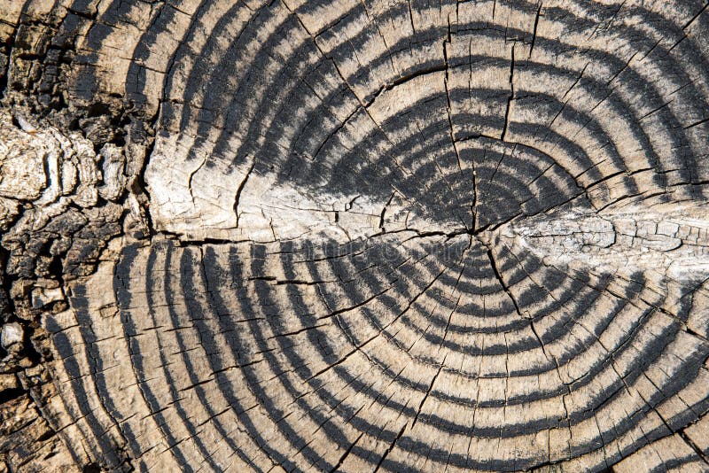 Detail of the Cut of an Old Tree Trunk Stock Image - Image of ...