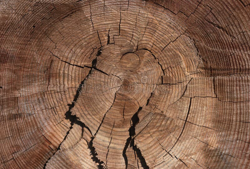 Rings from a Cut Tree Stump Stock Image - Image of growth, large: 231700167