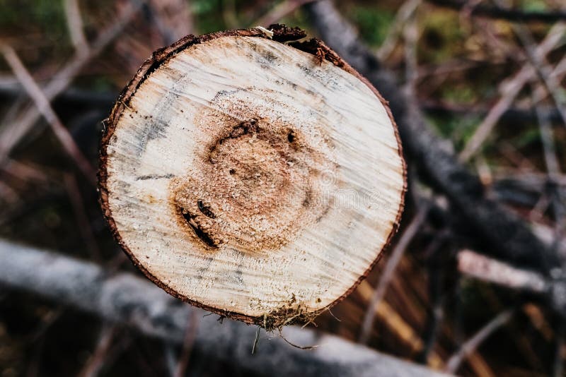 Detail of the Rings of a Sawed Tree Trunk Stock Image - Image of ...