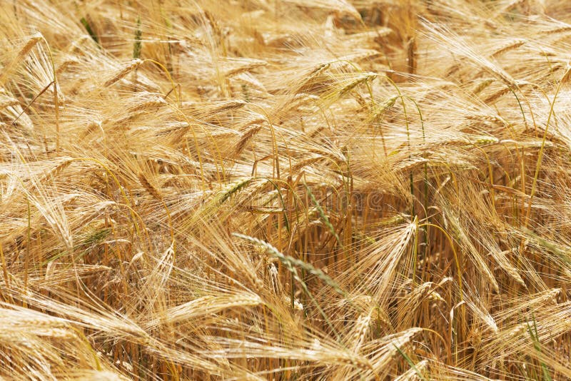 Detail of Ripe Barley Spikes Stock Image - Image of stalk, baking: 56041283