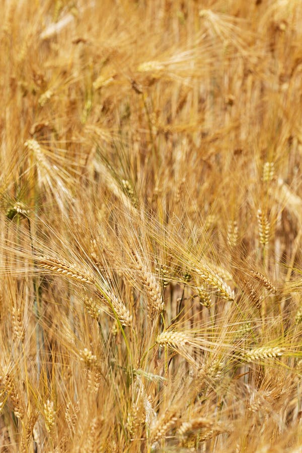 Barley spikes stock image. Image of close, beer, agriculture - 40619