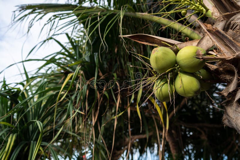 Detail of Ripe Coconuts on Coconut Palm Tree with Cloud and Sky Stock ...