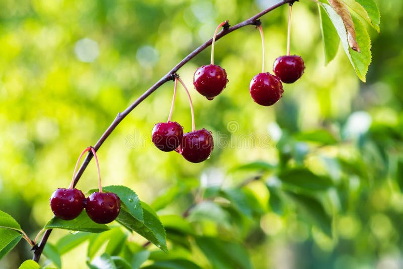 Detail of Ripe Red Sour Cherries on Tree Stock Image - Image of garden ...