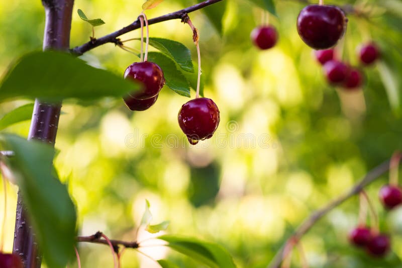 Detail of Ripe Red Sour Cherries on Tree Stock Photo - Image of diet ...