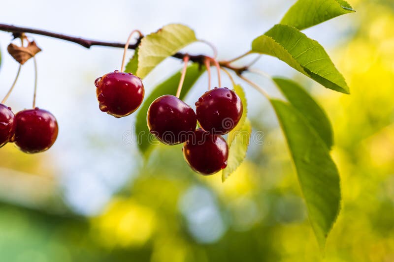 Detail of Ripe Red Sour Cherries on Tree Stock Image - Image of berry ...