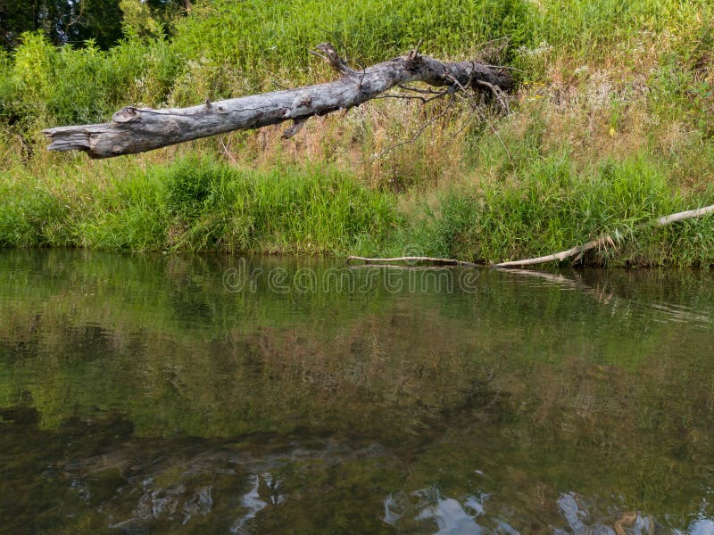 Detail from River Ecosystem, Dead Tree Bent Above the Water Stock Image ...