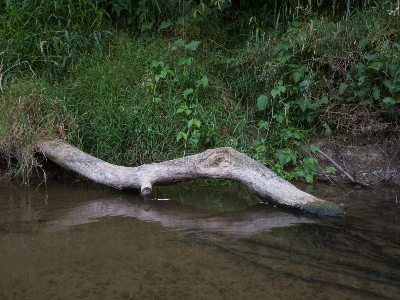 Detail from River Ecosystem, Dead Tree Fallen in Water Stock Photo ...