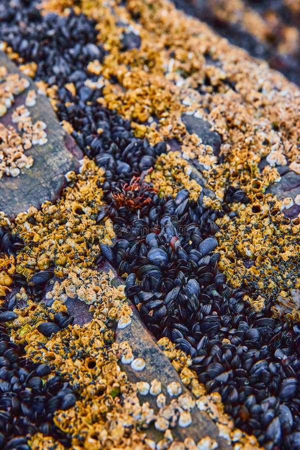 Detail of Rocks on Low Tide Covered in Hundreds of Tiny Mollusks and ...