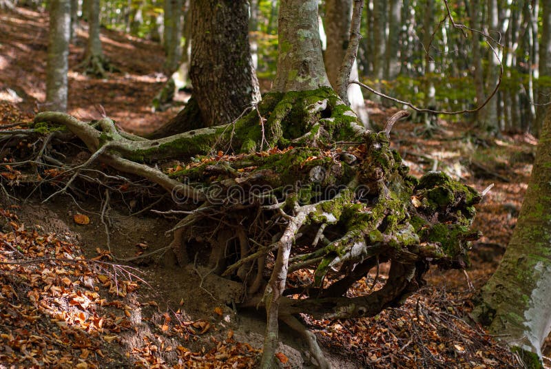 Detail of the Roots of a Young Beech Tree Stock Photo - Image of faito ...