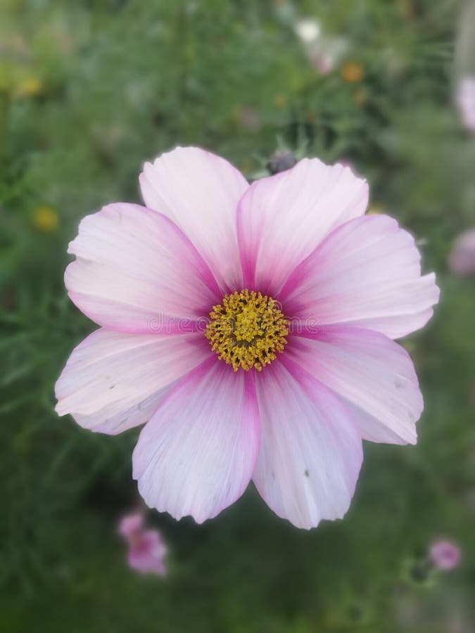 Detail of Rose Flower on Blured Background Stock Image - Image of plant ...