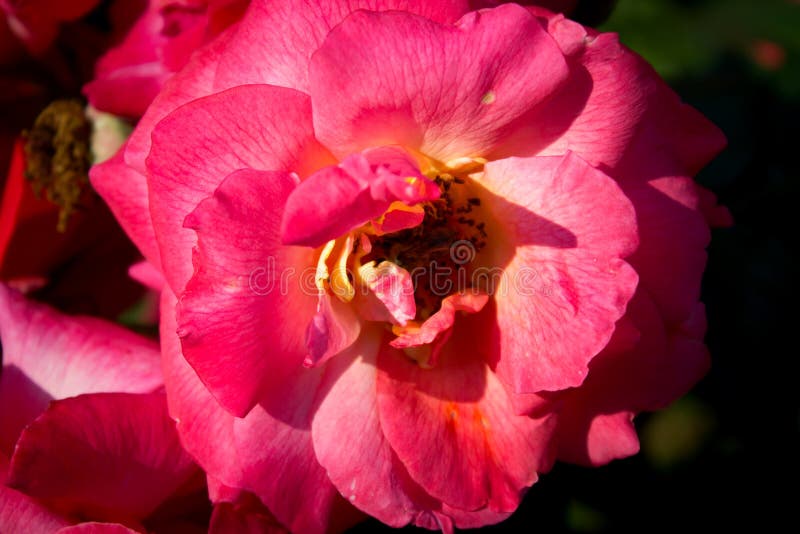 Detail rose flower stock photo. Image of pattern, love - 77094094