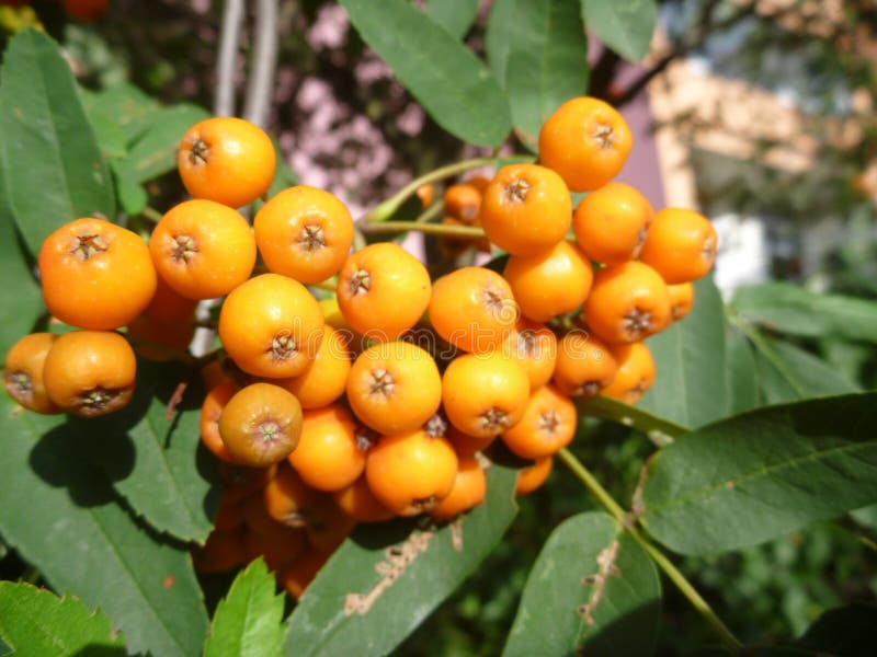 Detail of Rowan Berry Tree with Fruit Stock Photo - Image of foliage ...