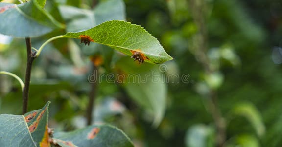 Detail of Rust of Juniper Also Known As Trellis Rust of Pear Stock ...