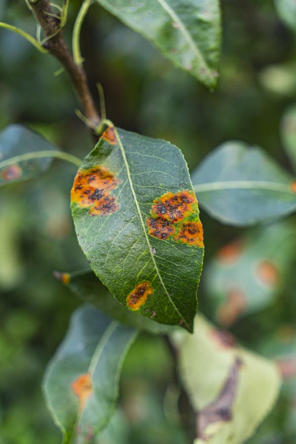 Detail of Rust of Juniper Also Known As Trellis Rust of Pear Stock ...