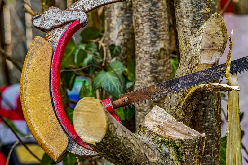 Saw Cutting a Young Tree for the Garden Care. the Focus is on the Rusty ...